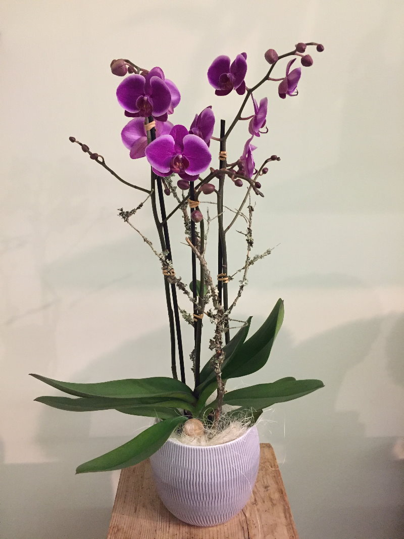 Orchidee mit drei Rispen - Blumenhaus Daniela - Ihr Florist in Luzern