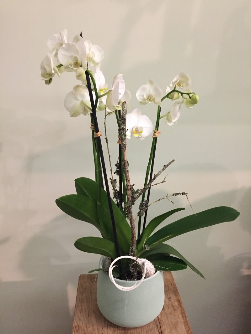 Orchidee mit drei Rispen - Blumenhaus Daniela - Ihr Florist in Luzern