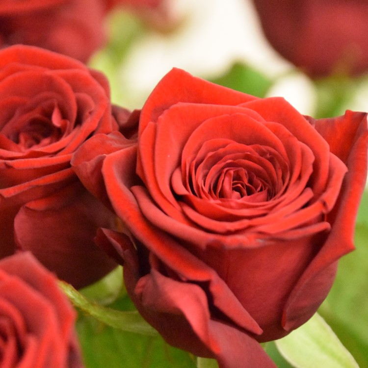 Rosen rot langstielig - Blumenhaus Daniela - Ihr Florist in Luzern